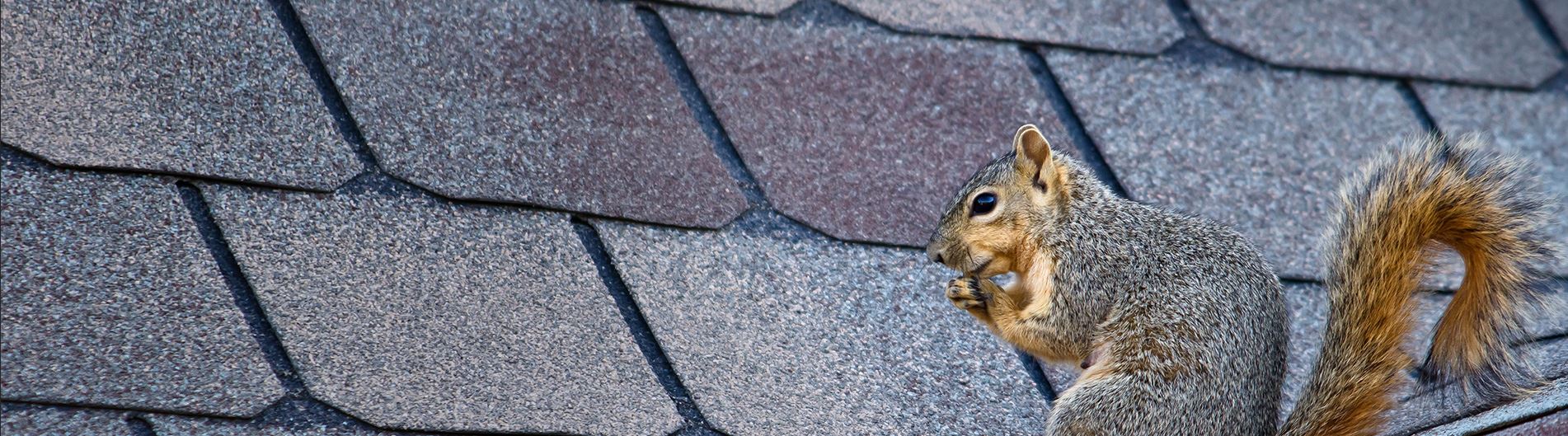 Grand Rapids Wildlife Removal | Varmint Evictors, Inc.