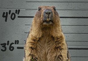 Michigan Wildlife Control | Animal Control Experts