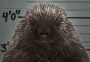 Michigan Wildlife Control | Animal Control Experts